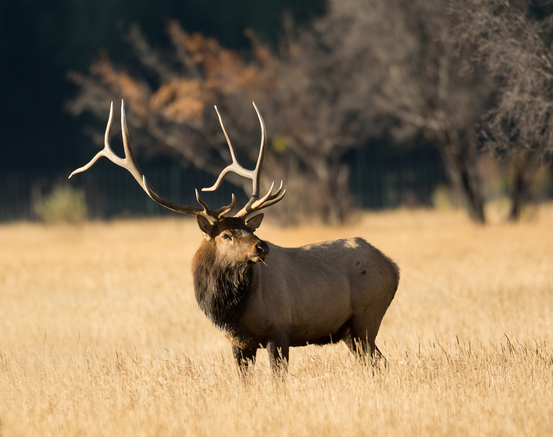 Black Timber Outfitters – Your Complete Big Game Hunting Outfitter in ...